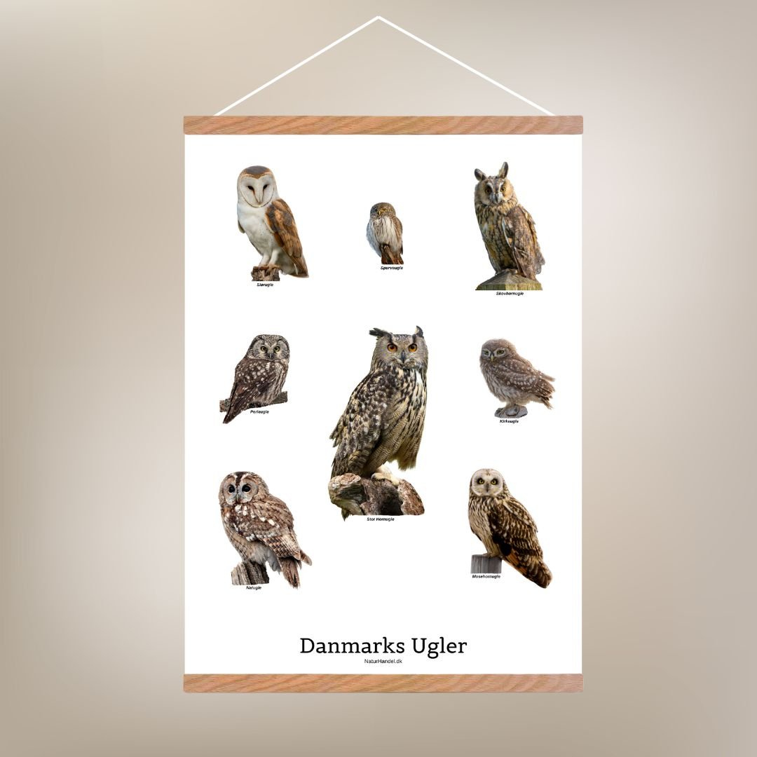 Danmarks Ugler plakat - Af NaturHandel.dk - NaturHandel.dk