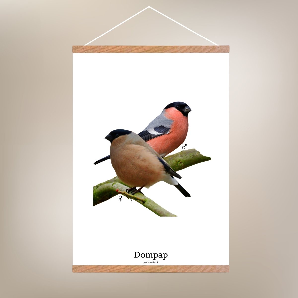 Dompap - Tryk Af NaturHandel.dk - Fugleplakat